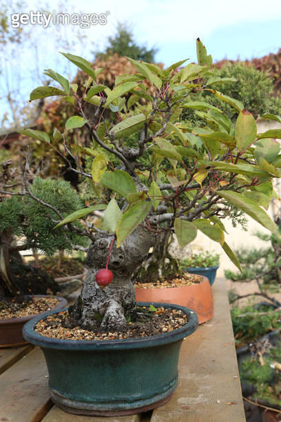 Bonsai in pot, little tree in traditional Japanese garden. Japanese ...