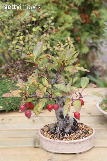 Bonsai in pot, little tree in traditional Japanese garden. Japanese ...