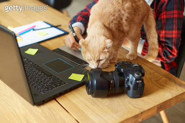 Creative female photographer with cute cat, using graphic drawing ...