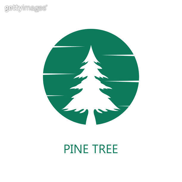 Trendy flat vector Pine Tree icon on white background 이미지 (1350402105) - 게티이미지뱅크