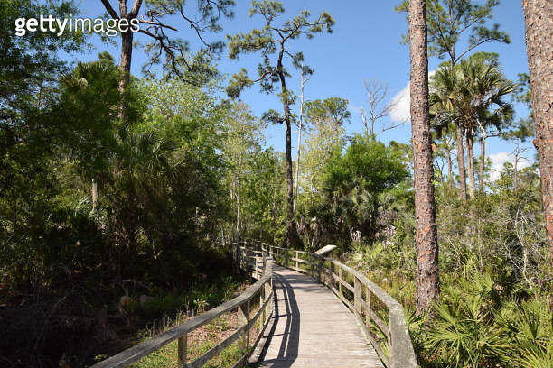 Florida Everglades scenery 이미지 (1302306338) - 게티이미지뱅크