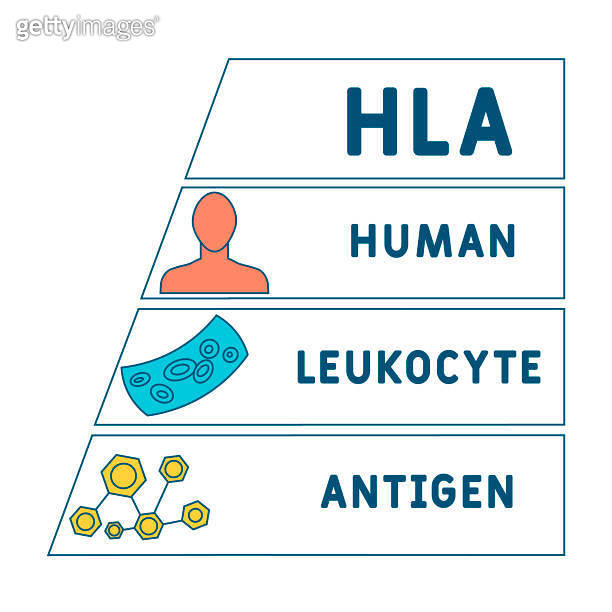 HLA - Human Leukocyte Antigen acronym (1339425004) - 게티이미지뱅크