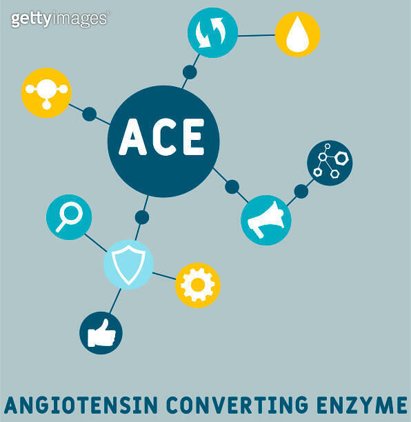 ACE - Angiotensin Converting Enzyme acronym 이미지 (1350552980) - 게티이미지뱅크