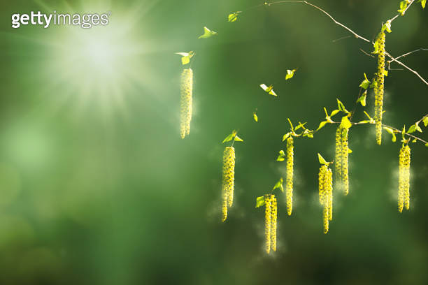 sunshine on pollen dust from birch tree blossom on abstract blurred ...