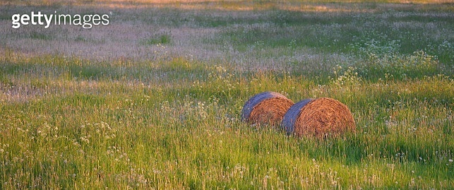 Haystacks rolls on a green country agricultural field at sunset. Golden ...