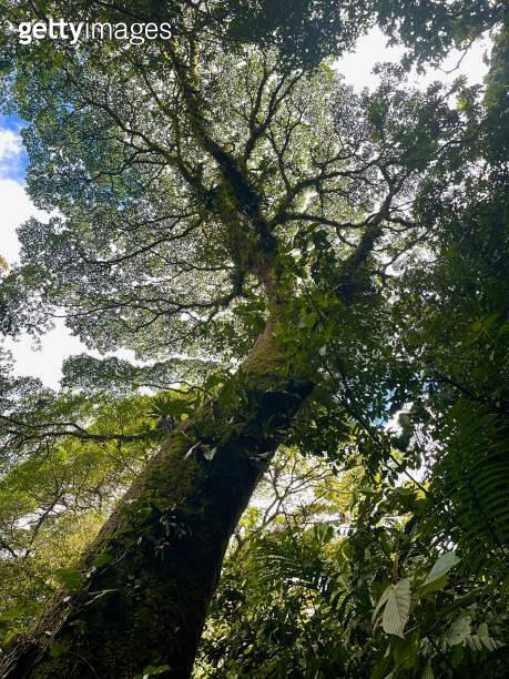 Tropical Rainforest - Tree. of Life 이미지 (1357299310) - 게티이미지뱅크
