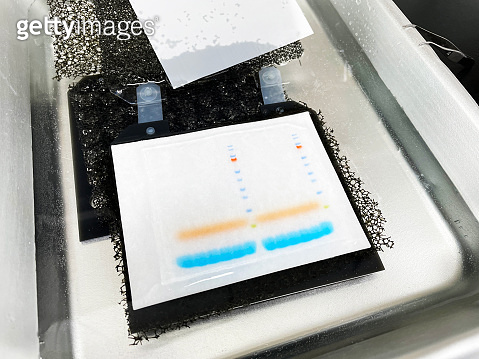 Wet transfer system of western blot, immunoblot. SDS-PAGE gel is onto ...