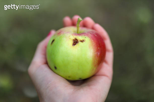 Worm hole in organic apple on female hand in nature 이미지 (1336906561 ...