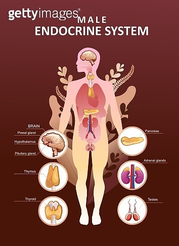 human endocrine system organs poster (1301280426) - 게티이미지뱅크