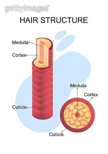 human hair structure educational poster (1356806058) - 게티이미지뱅크