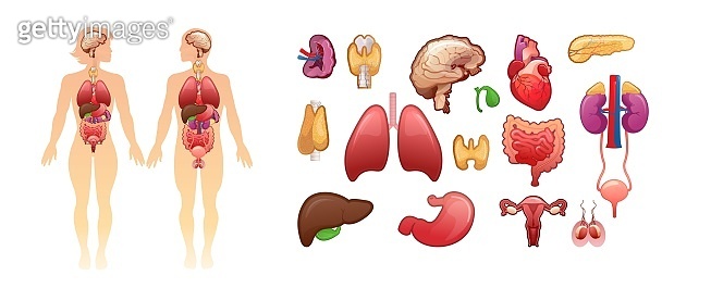 organs in the human body banner (1298717697) 일러스트, 무료 일러스트 - 게티이미지뱅크