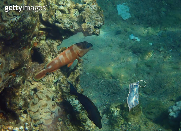 Blacktip striped grouper, scientific name is Epinephelus fasciatus, 이미지 ...