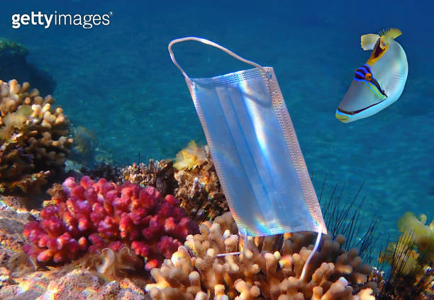 Discarded protection mask hooked on coral reefs in the Red Sea 이미지 ...