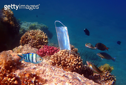 Discarded protection mask hooked on coral reefs in the Red Sea ...