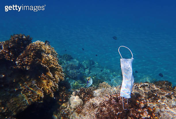 Discarded protection mask hooked on coral reefs in the Red Sea ...