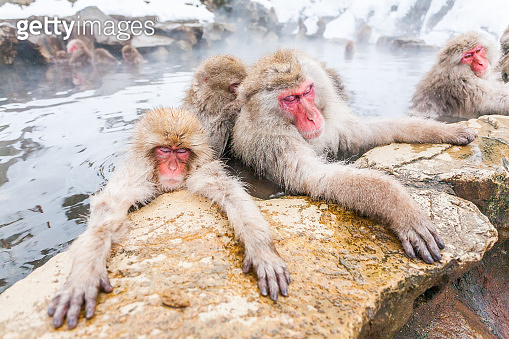 Group of snow monkeys sleeping in a hot spring, Japan. 이미지 (1342098399 ...