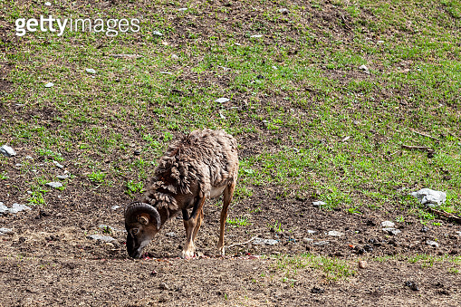 A brown sheep lies on the ground in the forest in summer. Poaching and ...