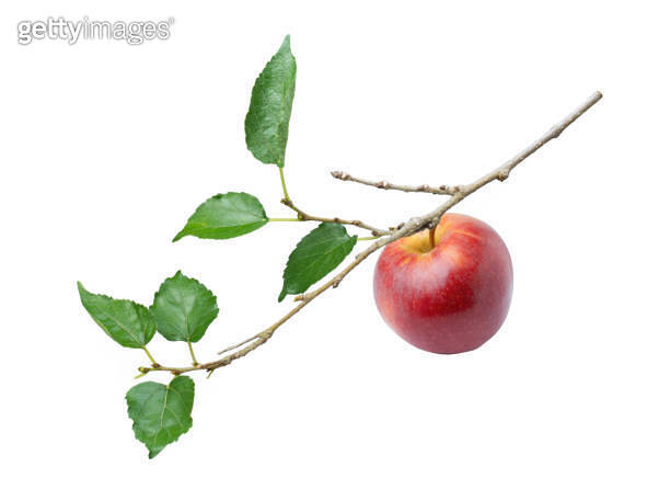 Red apple hanging on branch 이미지 (1346461804) - 게티이미지뱅크