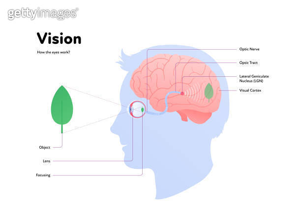 Human eye anatomy and vision medical infographic poster. Vector ...