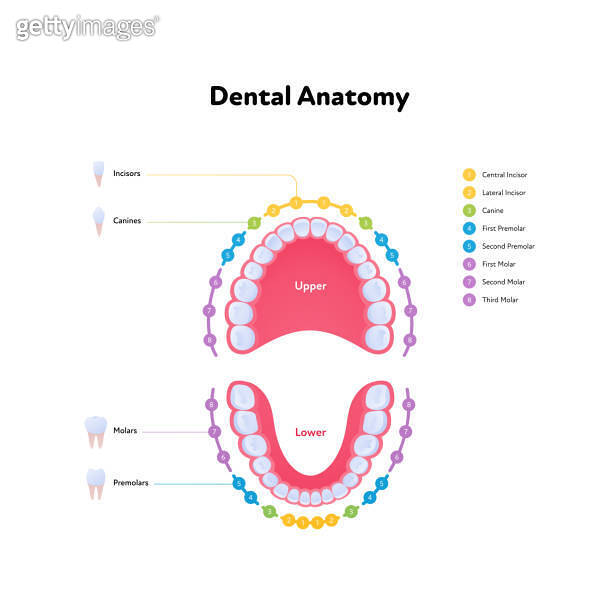 Dental jaw and tooth anatomy chart. Vector biomedical illustration. Human teeth color scheme ...