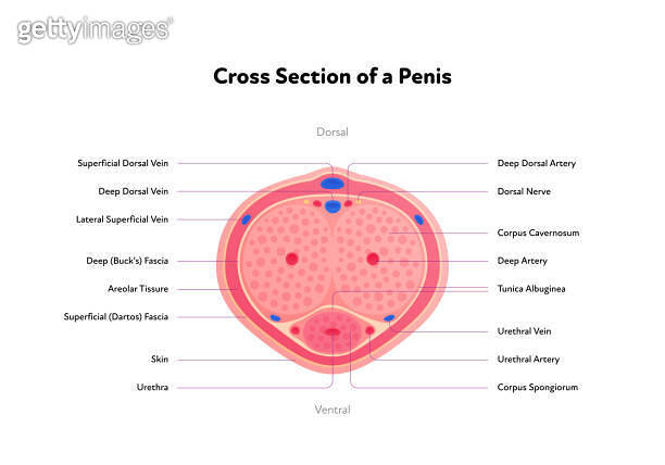 Human reproductive system anatomy infographic chart. Vector flat ...