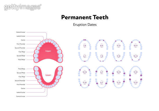Dental jaw and tooth anatomy chart. Vector biomedical illustration ...