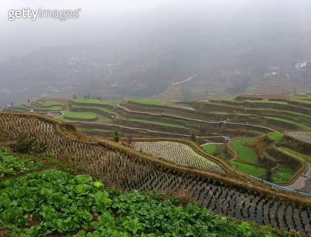 The Banaue Rice Terraces (Filipino: Hagdan-hagdang Palayan ng Banawe ...