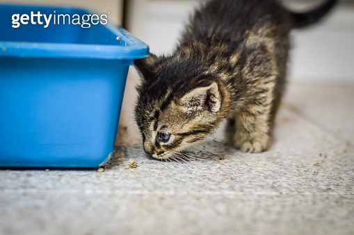 portrait of one month old striped kitten sniffing fallen litter crumbs ...