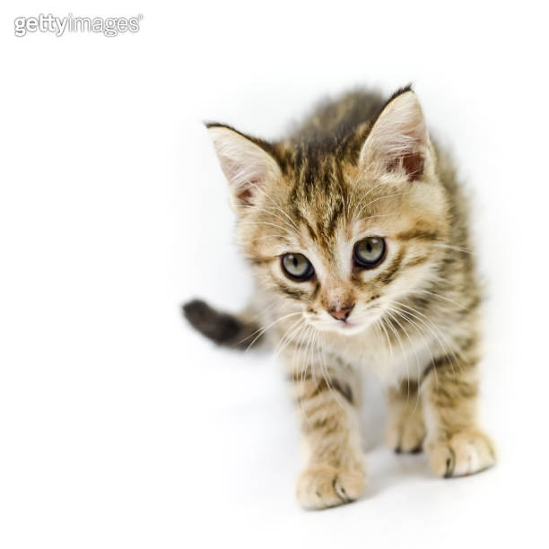 portrait of a one-month-old light brown striped kitten on a white ...