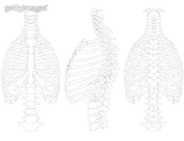 Set with the contour of the chest and human spine. Front, side, back 3D ...