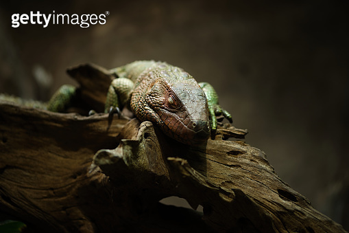 Close-up of Dracaena aka Northern Caiman Lizard or water tegus sleeping ...