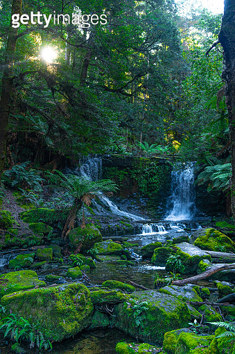 Lady Barron Fall - Tasmania (1318231101) - 게티이미지뱅크