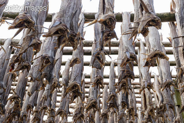 Stockfish racks at Lofoten Islands, Norway: cod fishing industry 이미지 ...