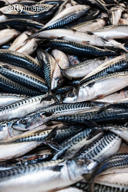 Fishing industry: huge catch of mackerel fish on the boat out in North ...