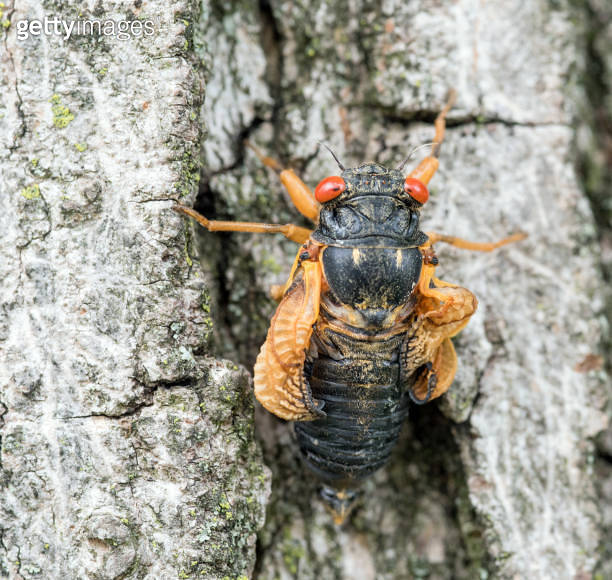 Newly Emerged Cicada with Unfurled Wet Wings 이미지 (1319805875) - 게티이미지뱅크