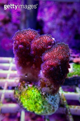 Stylophora SPS coral in reef aquarium tank - Pocilloporidae sp. 이미지 (1357368759) - 게티이미지뱅크