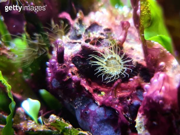 Small glass anemone pest in reef aquarium tank - Exaiptasia or Aiptasia ...