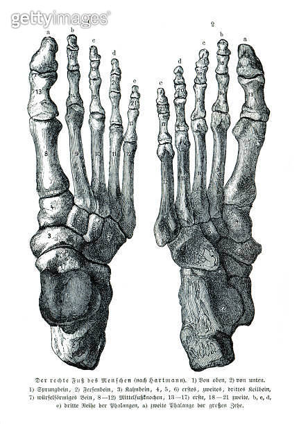 Human right feet cross section anatomy drawing 1886 (1347305686) 일러스트 ...
