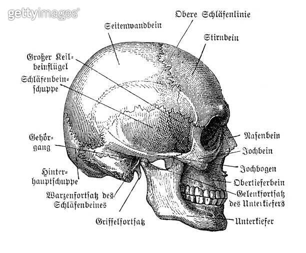 Human skull cross section anatomy drawing 1886 (1347305671) 일러스트, 무료 ...