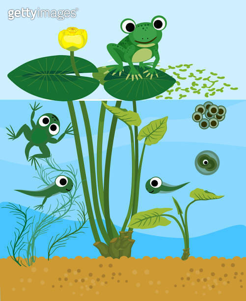 Frog life cycle. Sequence of stages of development of frog from egg to ...
