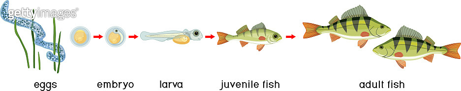 Fish life cycle. Sequence of stages of development of perch (Perca ...