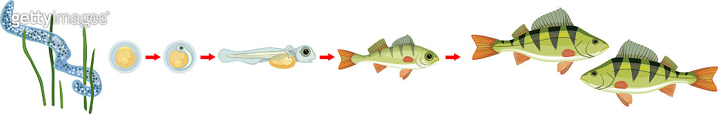 Fish life cycle. Sequence of stages of development of perch (Perca ...
