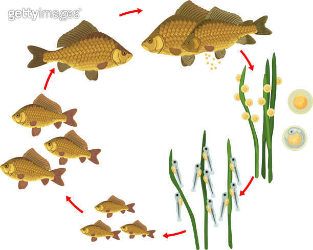 Fish life cycle. Sequence of stages of development of Crucian carp ...
