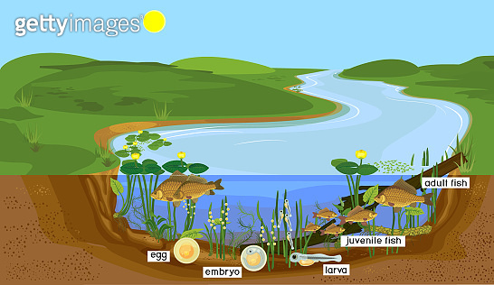 Ecosystem of pond and fish life cycle. Sequence of stages of ...