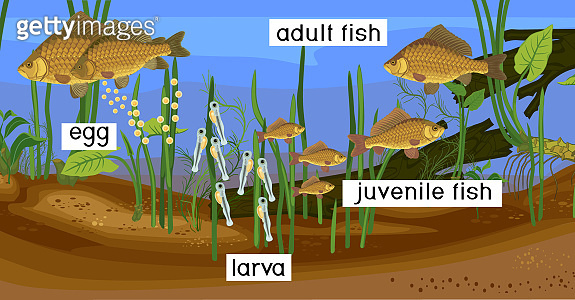 Ecosystem of pond and fish life cycle. Sequence of stages of ...