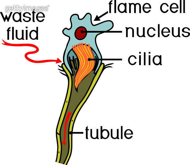 Flatworm flame cell. Structure of element of excretory system with ...