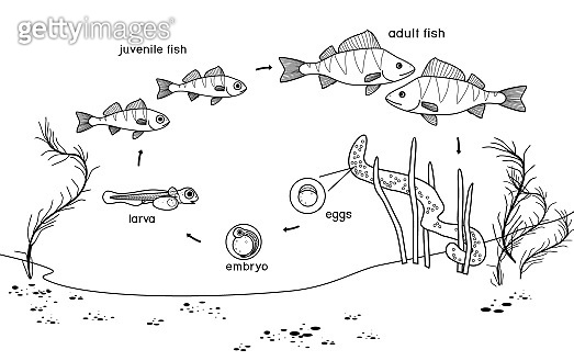 Coloring page with fish life cycle. Sequence of stages of development ...