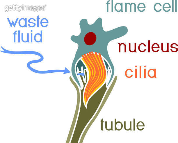 Flatworm flame cell. Structure of element of excretory system with ...