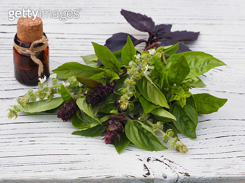 Extract, essential oil in a bottle with various flowering basil on a ...