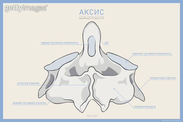Anatomy of the Second Cervical Vertebra. Axis C2. Posterior View ...